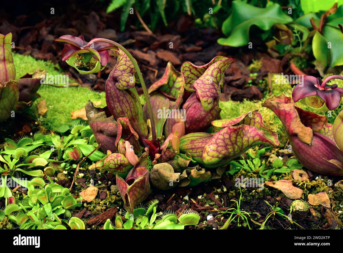 Purple pitcher plant (Sarracenia purpurea) is a carnivorous plant ...