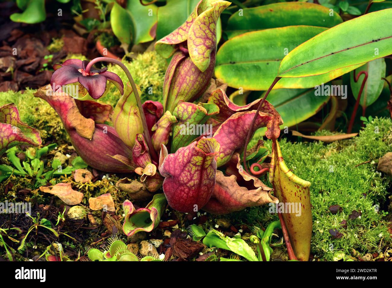 Purple pitcher plant (Sarracenia purpurea) is a carnivorous plant ...