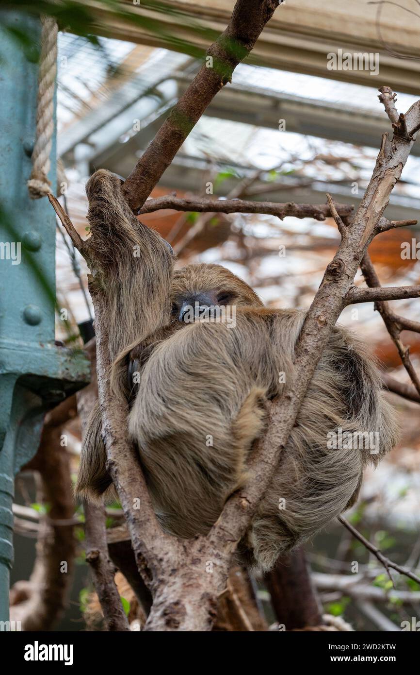 Amidst the lush canopies of Peru, the tranquil Linne's Two-Toed Sloth ...