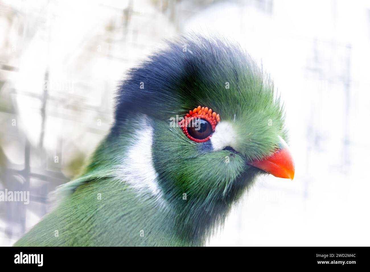 In the verdant landscapes of West Africa, the resplendent Green Turaco ...