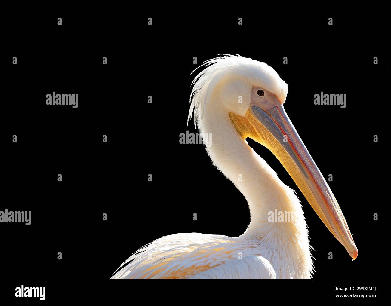 In the vast landscapes of Africa, the magnificent Great White Pelican ...