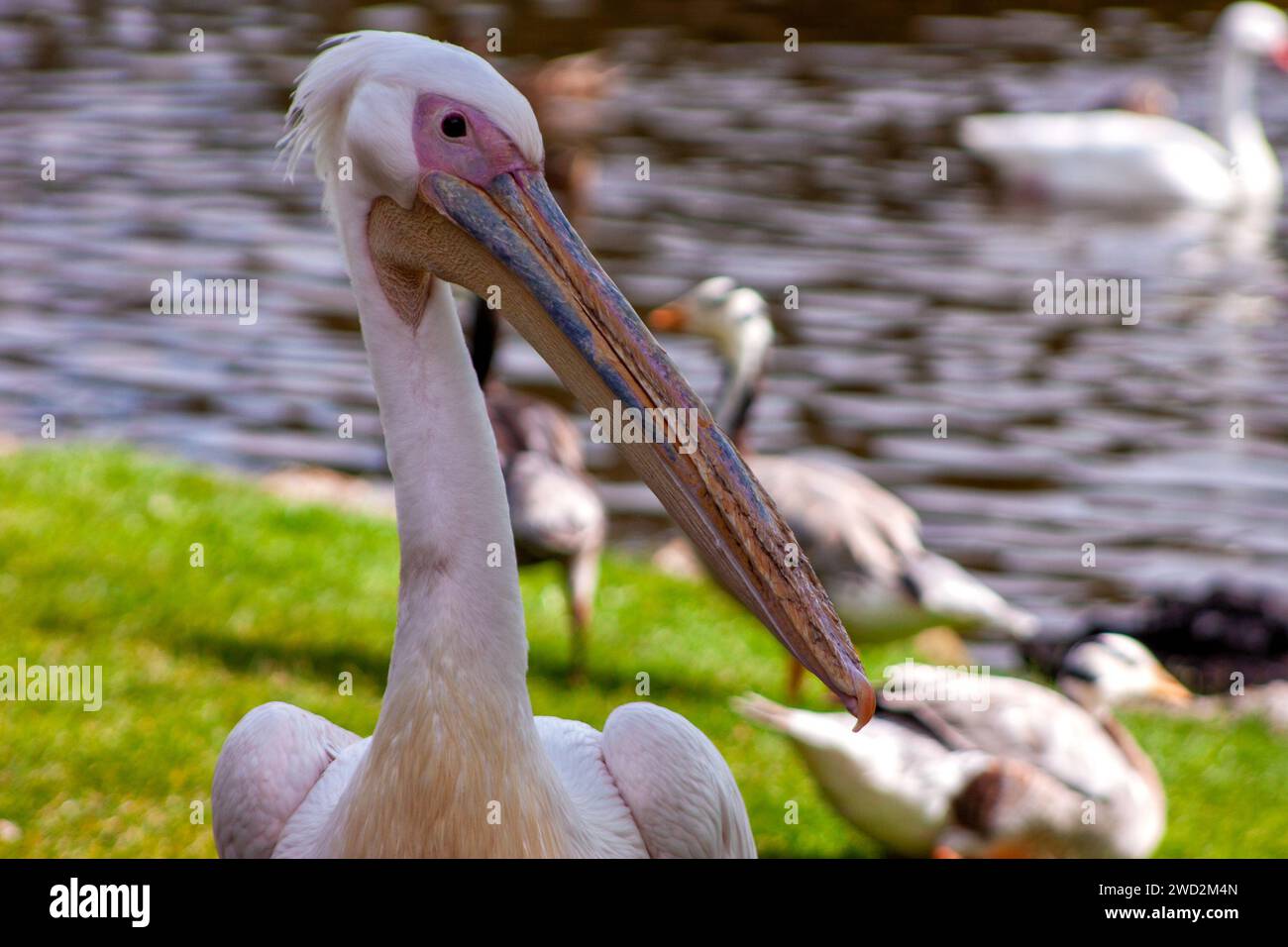 In the vast landscapes of Africa, the magnificent Great White Pelican ...
