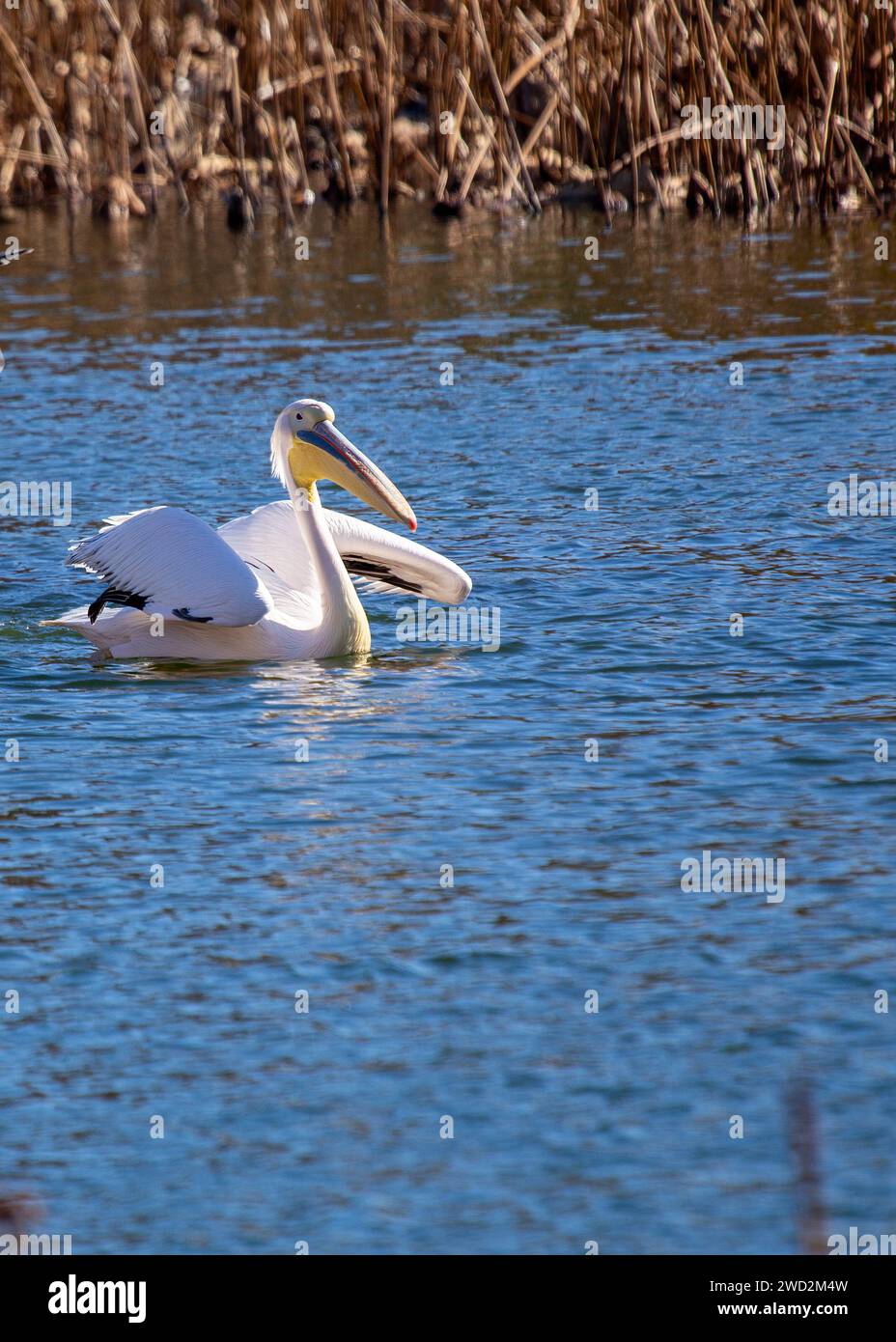 In the vast landscapes of Africa, the magnificent Great White Pelican ...