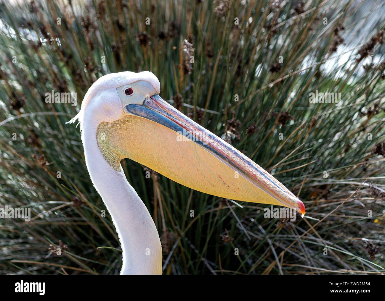 In the vast landscapes of Africa, the magnificent Great White Pelican ...