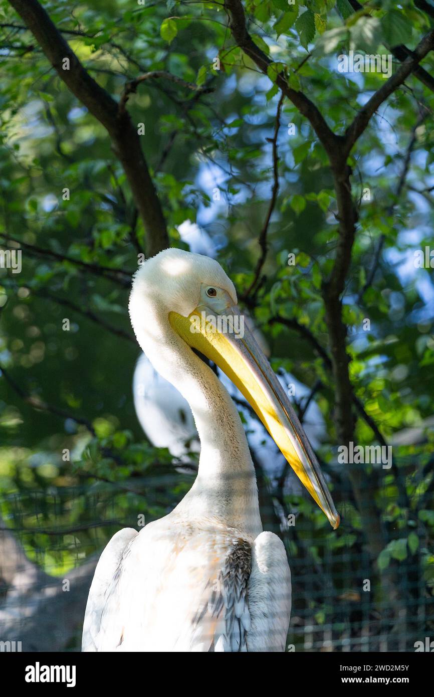 In the vast landscapes of Africa, the magnificent Great White Pelican ...