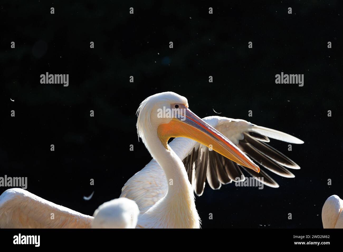 In the vast landscapes of Africa, the magnificent Great White Pelican ...
