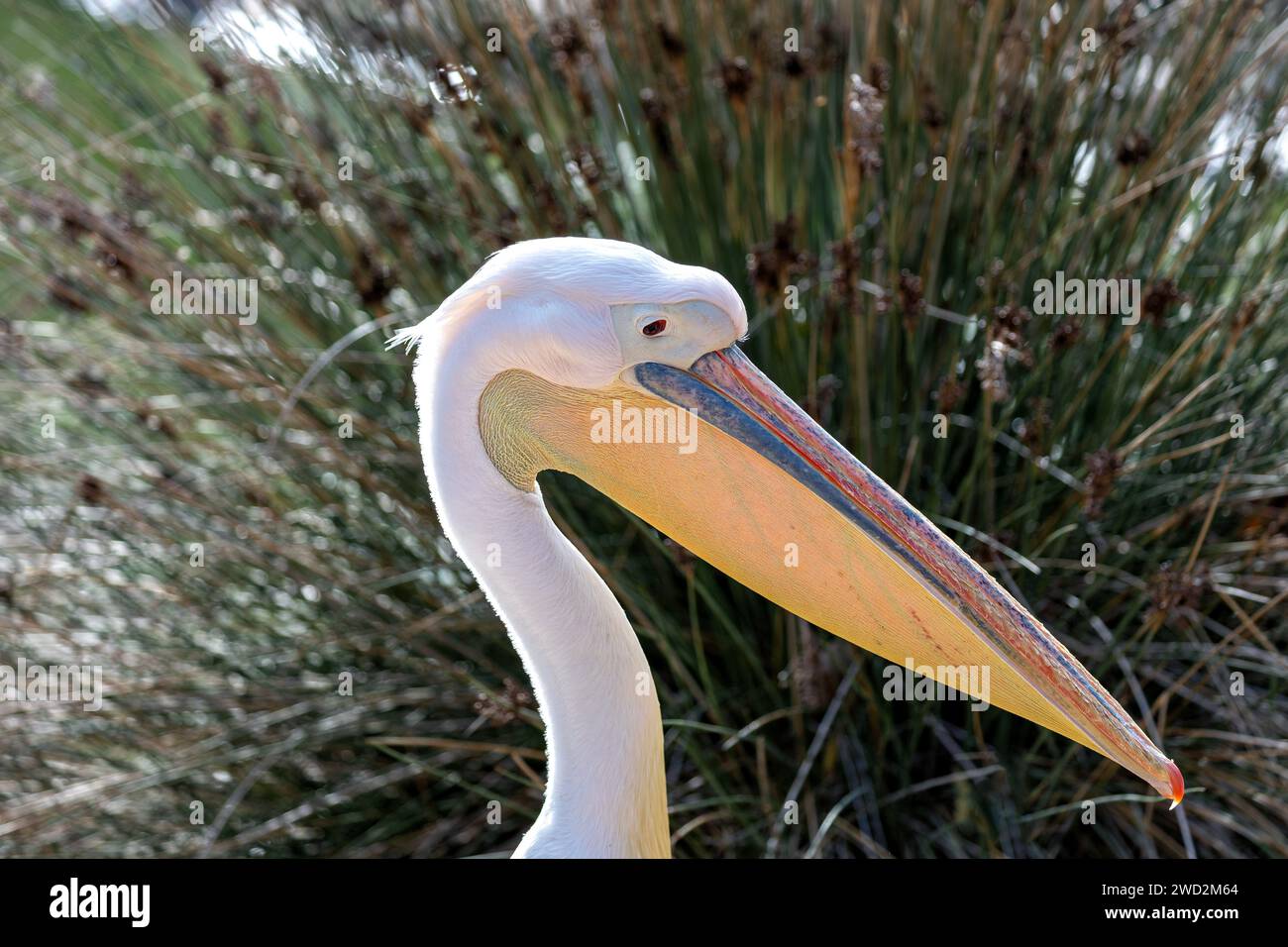 In the vast landscapes of Africa, the magnificent Great White Pelican ... In the vast landscapes of Africa, the magnificent Great White Pelican ...