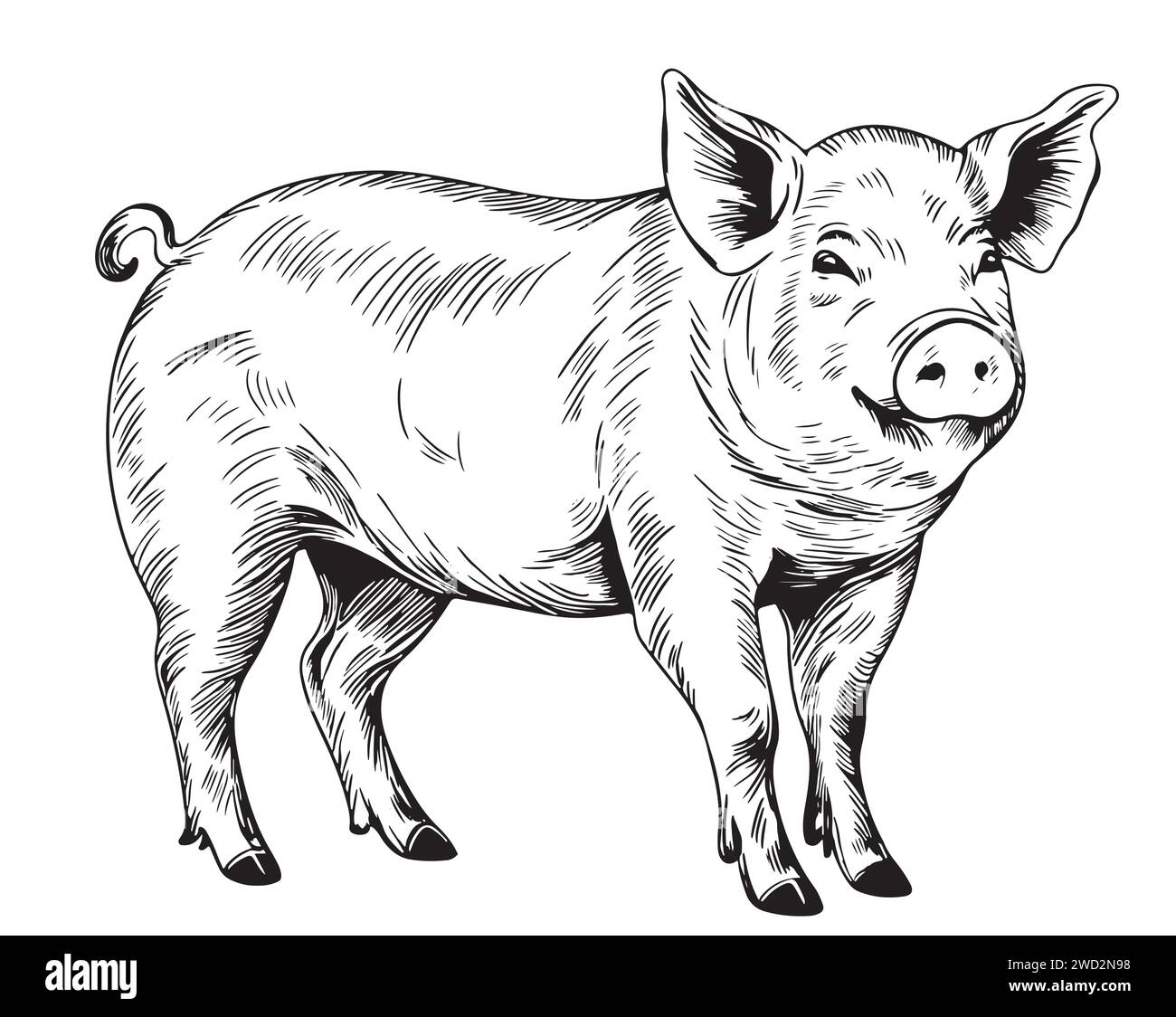 Sketch of a pig. Vector vintage illustration hand drawn large fat pig ...