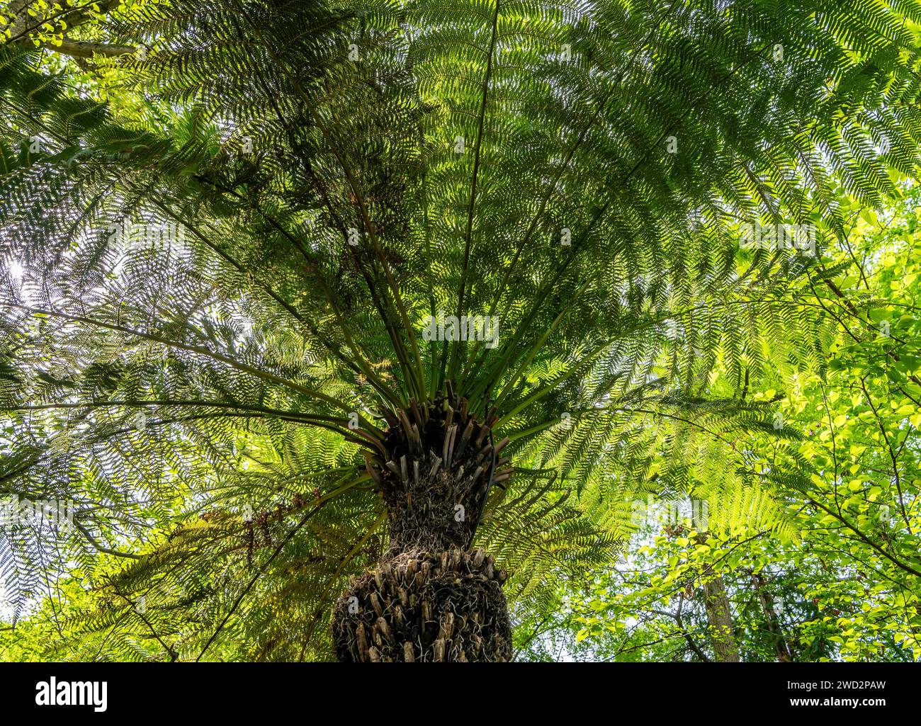 Giant tree fern in backlight. Cyathea Stock Photo - Alamy