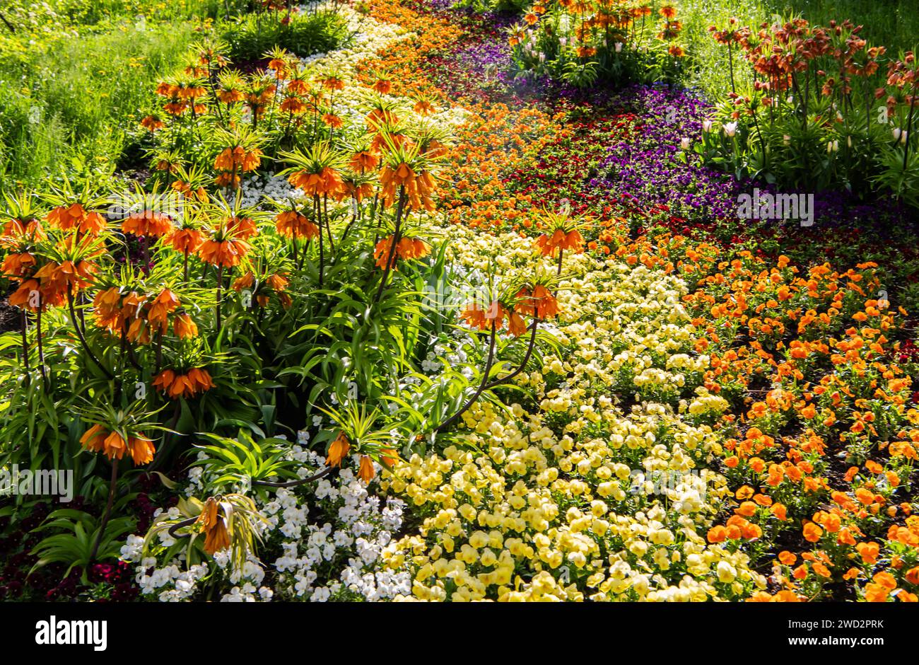 Flowerbed in spring with violet flowers. Colorful red, yellow and ...