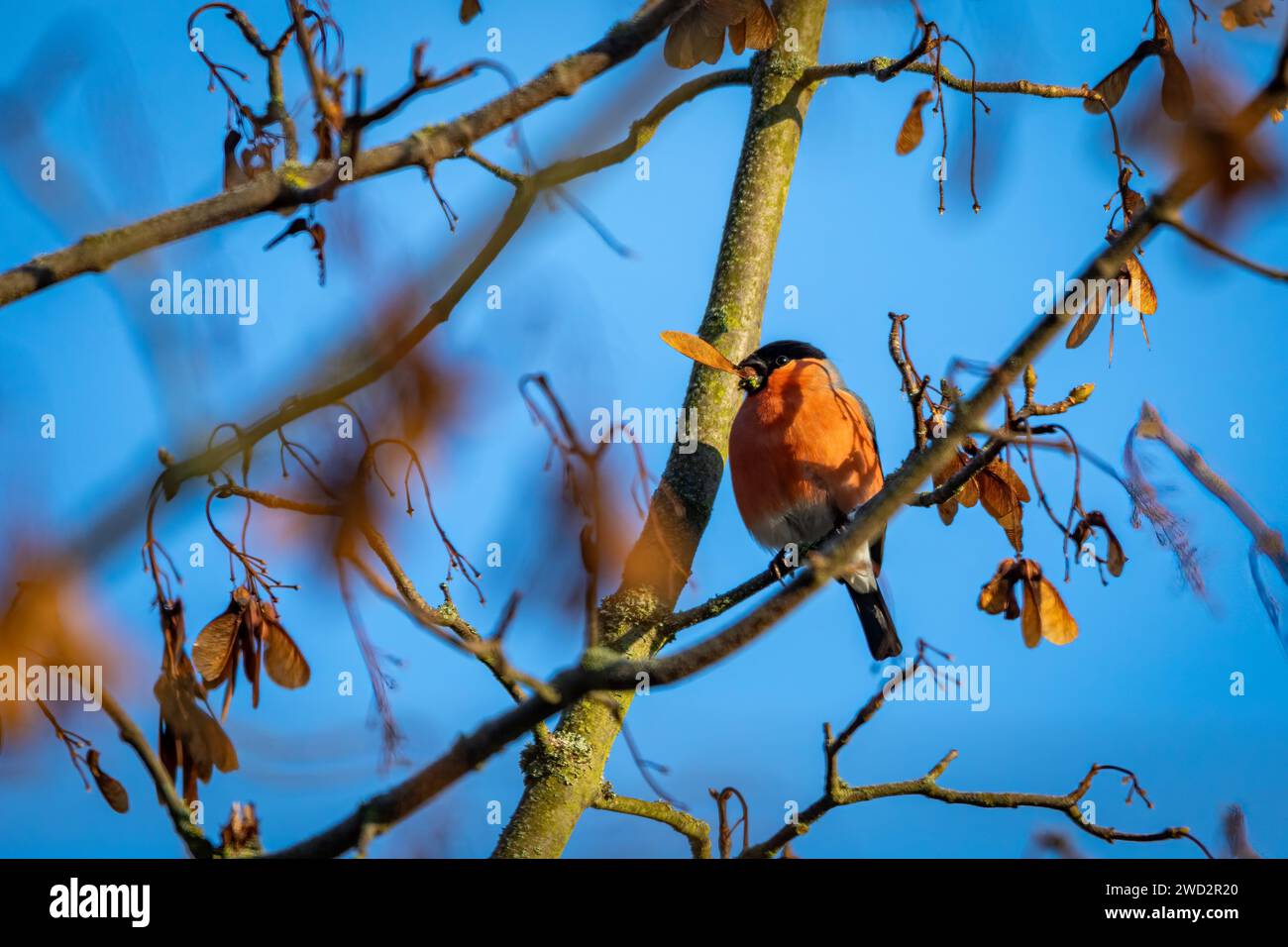 Bullfinch sitting on a branch hi-res stock photography and images - Alamy