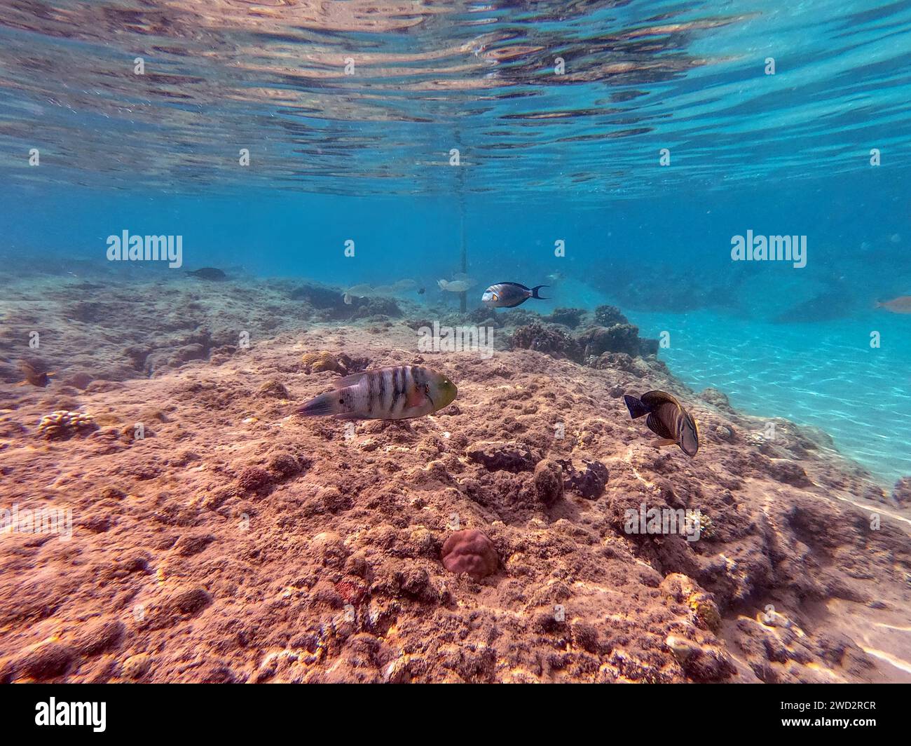 Close up view of tropical big broomtail wrasse known as Cheilinus ...