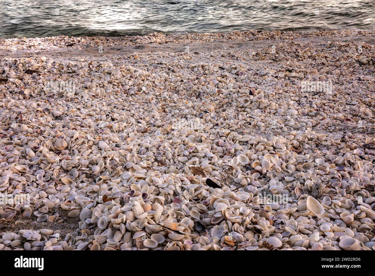 Beach full of differeent shells on a beach in Florida Stock Photo - Alamy