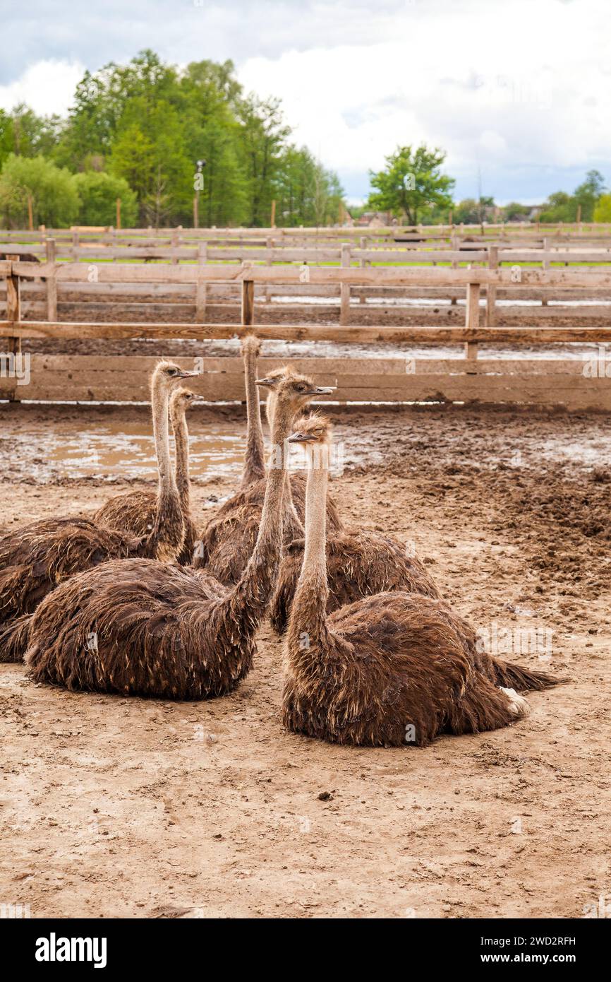 Common Ostrich - Struthio camelus is a species of flightless bird ...