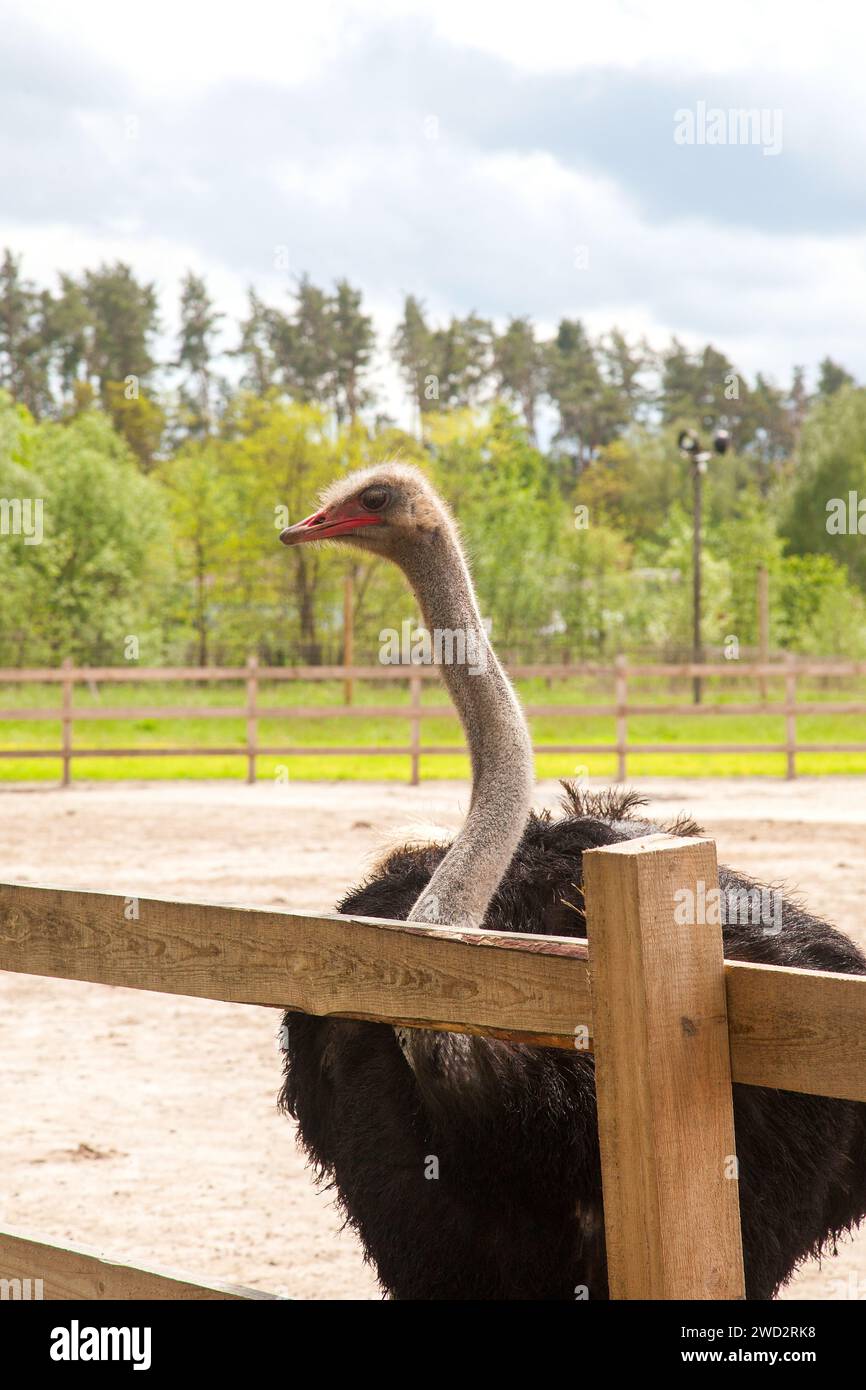 Close up view of Common Ostrich - Struthio camelus is a species of ...