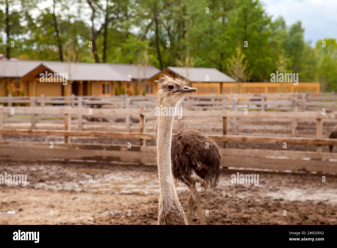 Close up view of Common Ostrich - Struthio camelus is a species of ...