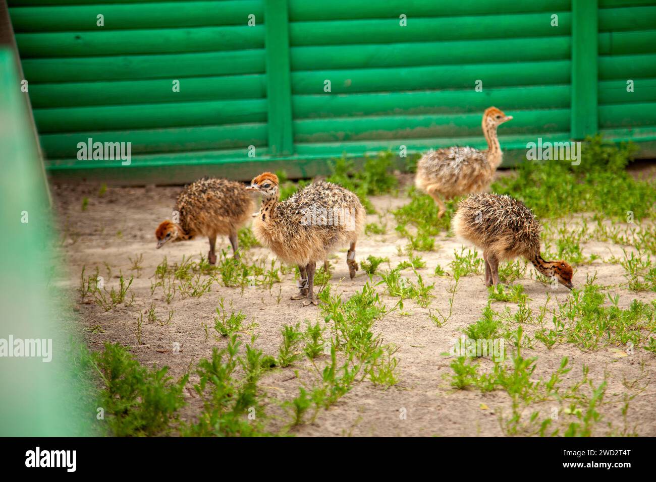 Baby ostriches in the paddock. Common Ostrich - Struthio camelus is a ...