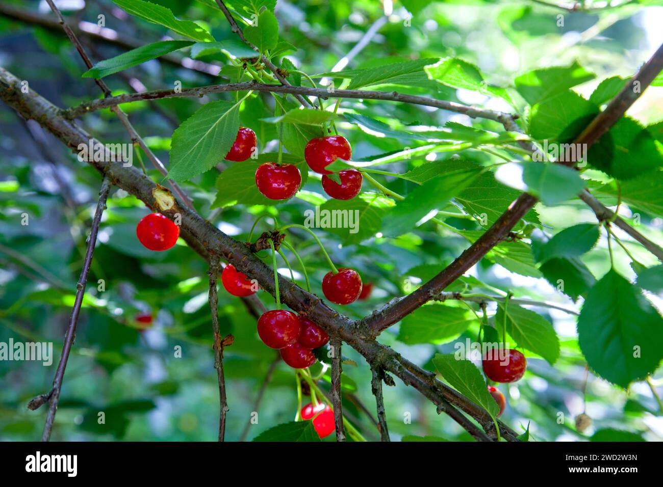 Cherry on branch. Red cherry berry on tree branch with green leaves in ...