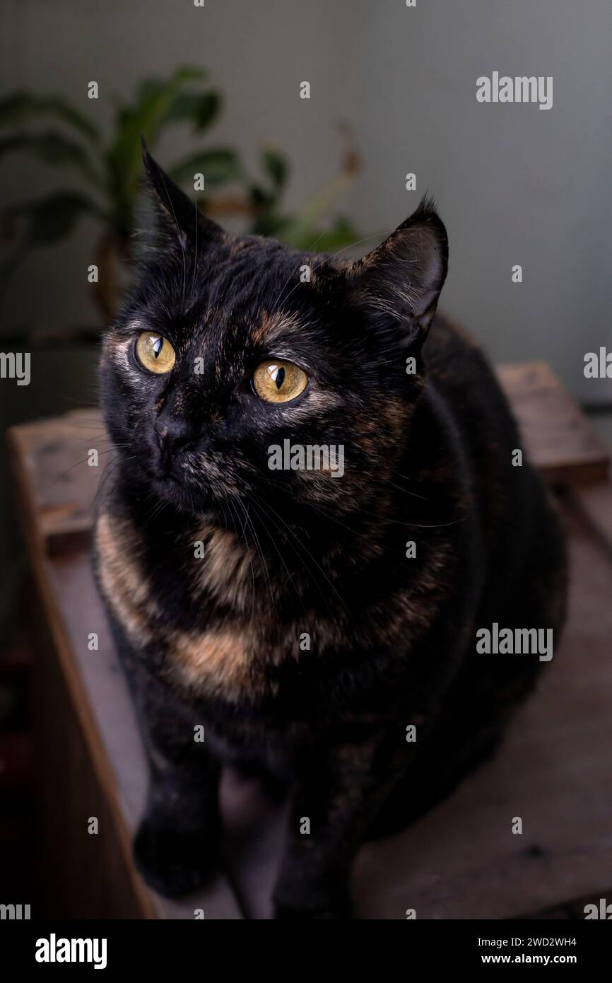 Young female tortoiseshell cat looking out the window Stock Photo - Alamy