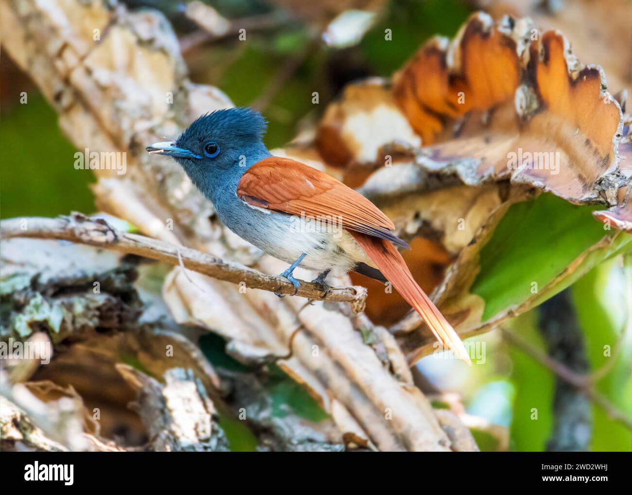 African Paradise Flycatcher South Africa Stock Photo - Alamy