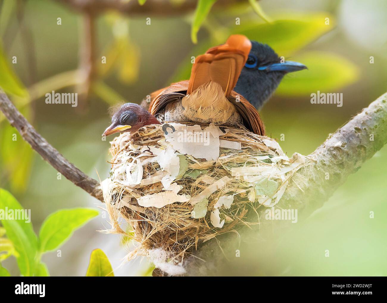 African Paradise Flycatcher South Africa Stock Photo - Alamy