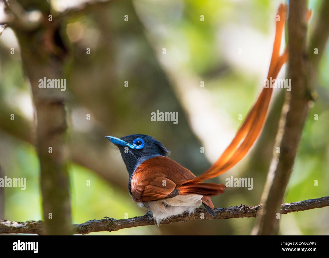 African Paradise Flycatcher South Africa Stock Photo - Alamy