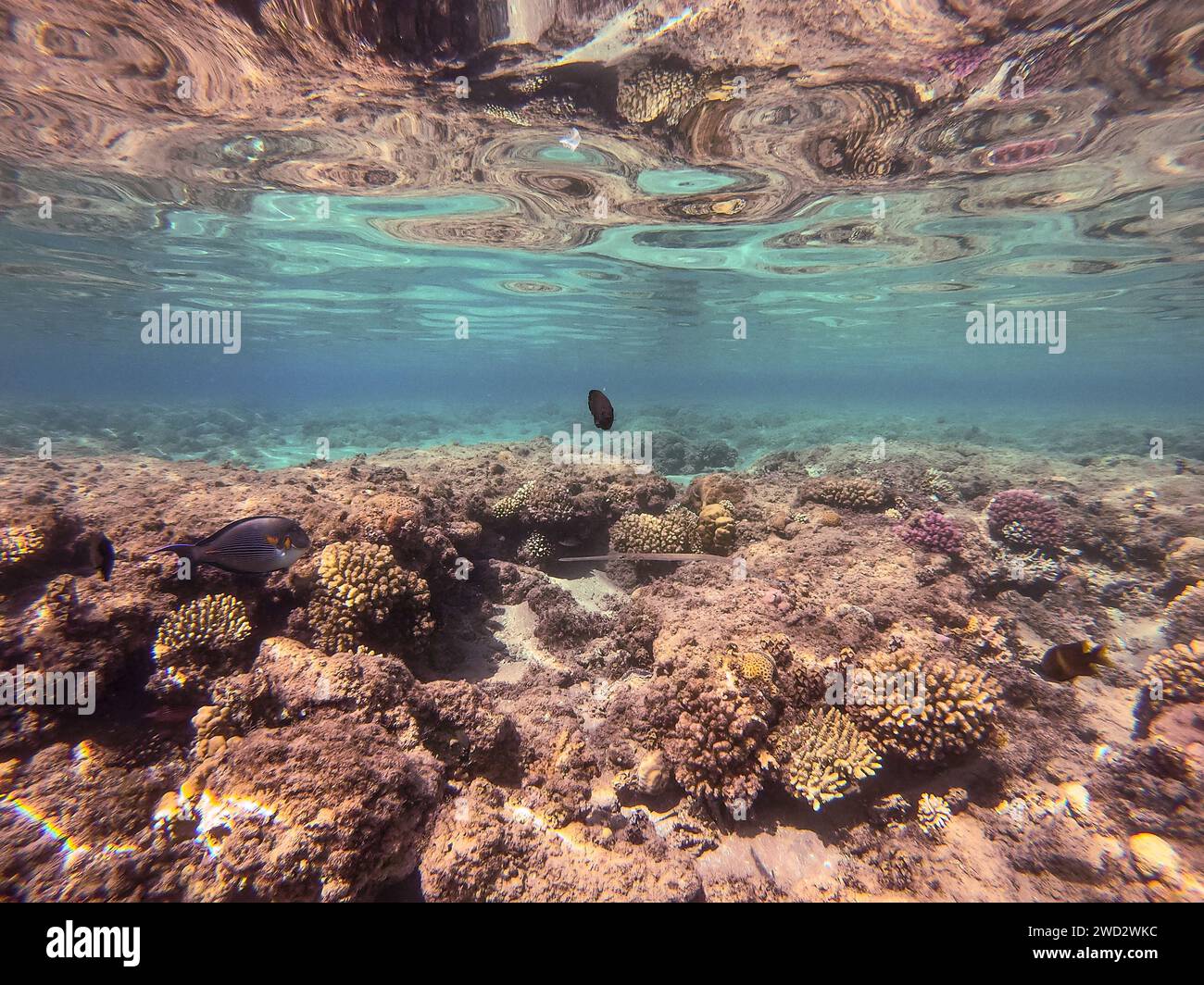 Close up view of tropical bluespotted cornet fish, smooth cornet fish ...