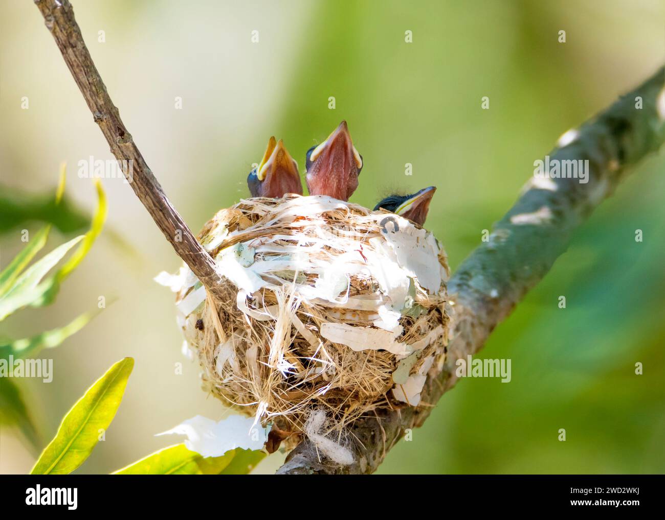 African Paradise Flycatcher South Africa Stock Photo - Alamy