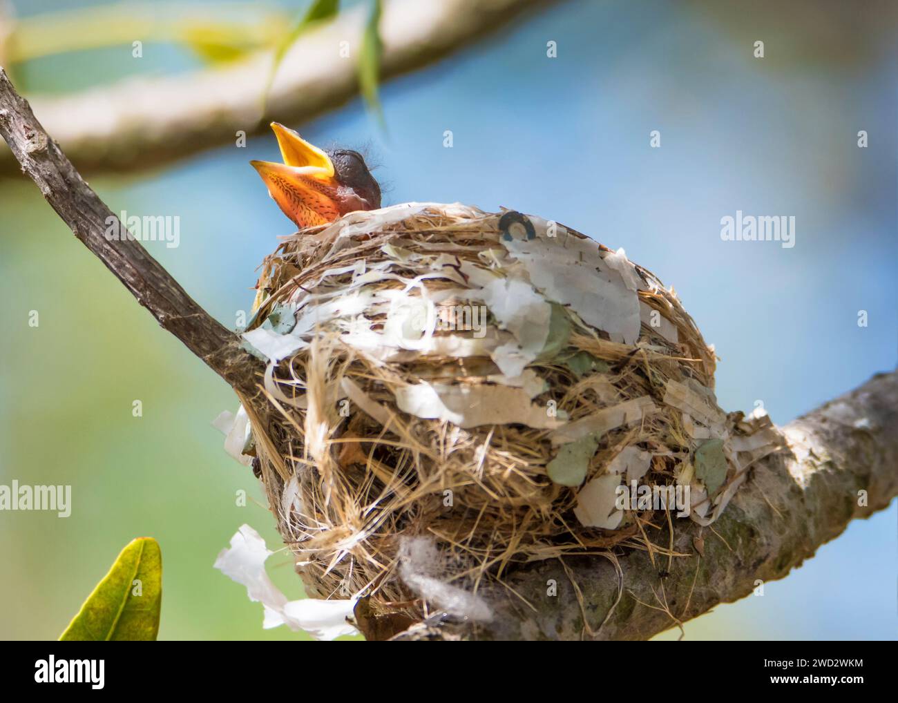 African paradise flycatcher hi-res stock photography and images - Alamy