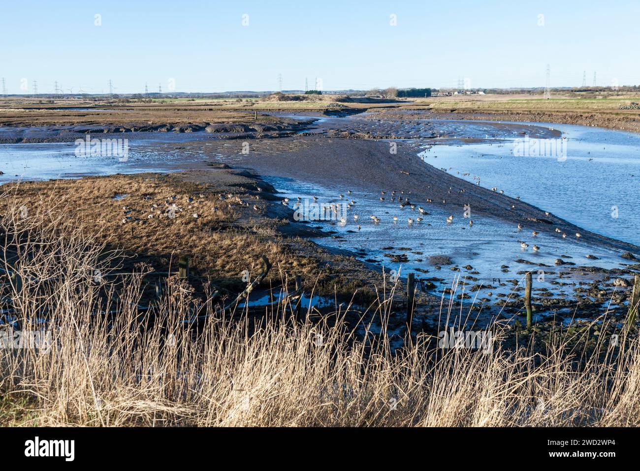 Wildlife paradise in an industrial landscape at Greatham, Seal Sands ...