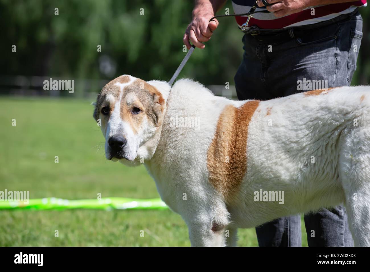 A huge Alabai dog at a dog show Stock Photo - Alamy