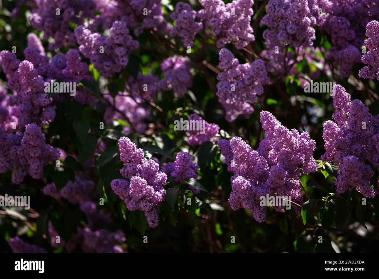 Branches of abundantly blooming lilacs in spring Stock Photo - Alamy