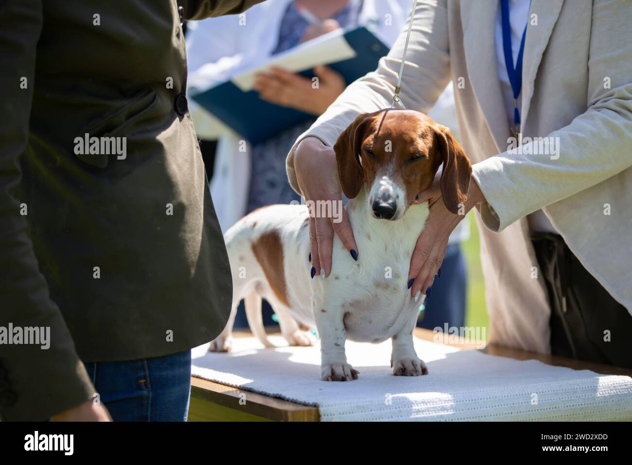 Dog show. Experts evaluate the dog at competitions Stock Photo - Alamy