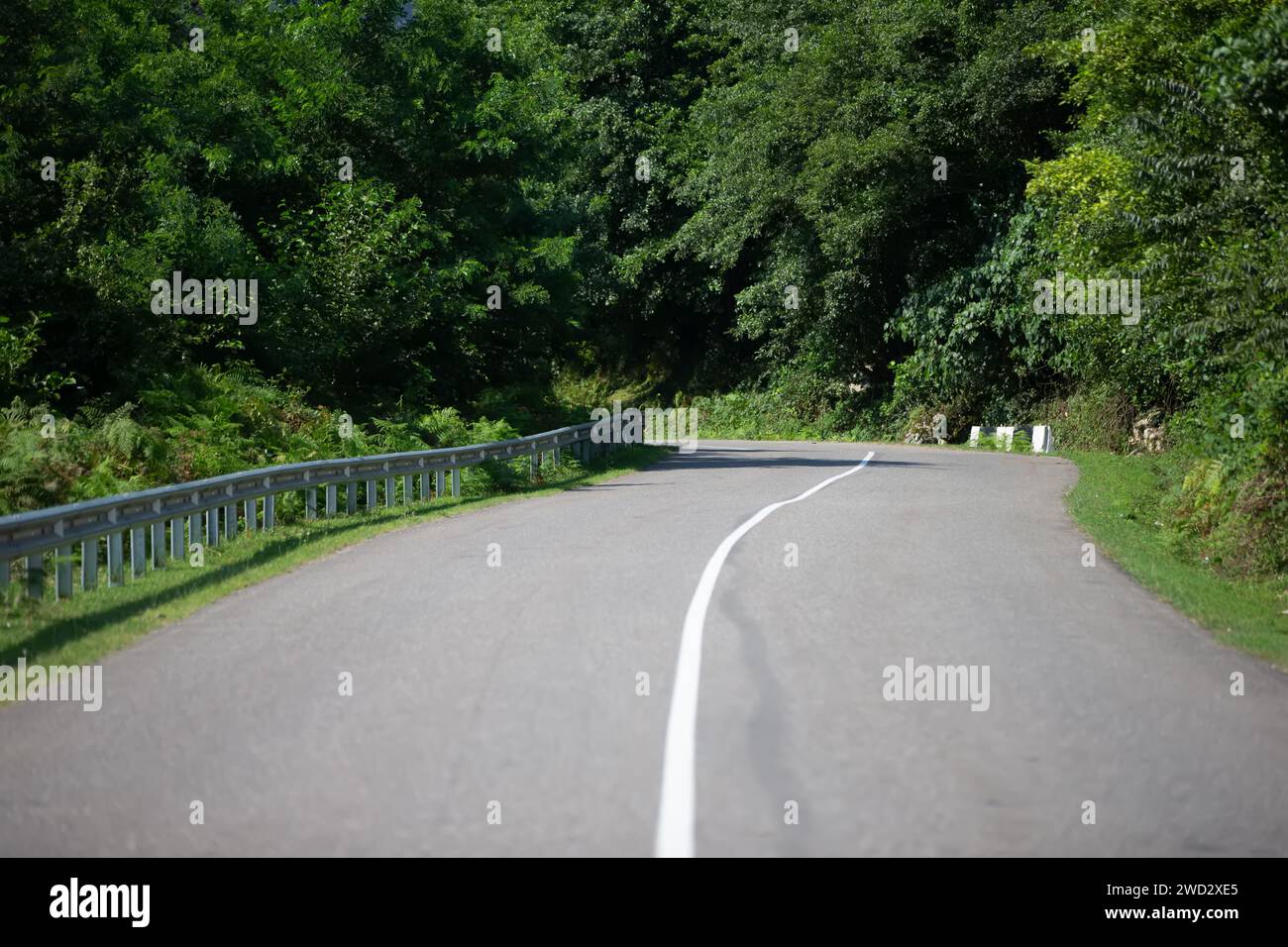 Paved road with a dividing strip along the green bushes Stock Photo - Alamy