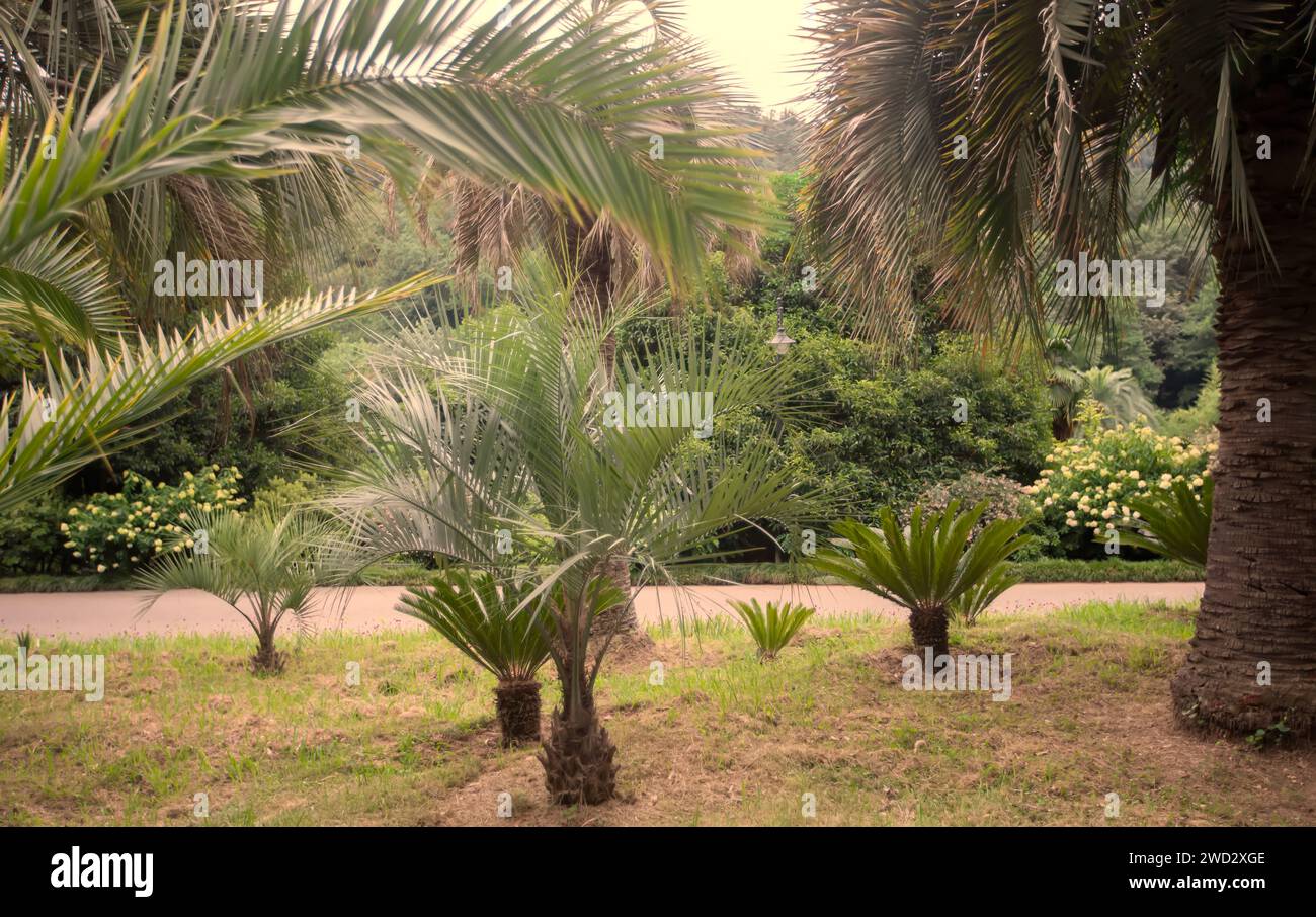 Types of palm trees hi-res stock photography and images - Alamy