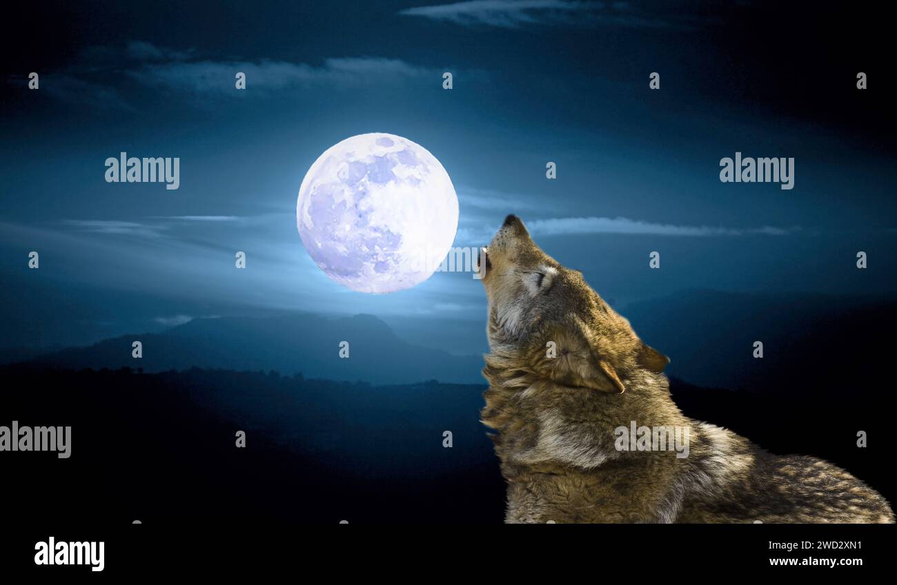 Wolf with moon at night collage Stock Photo - Alamy