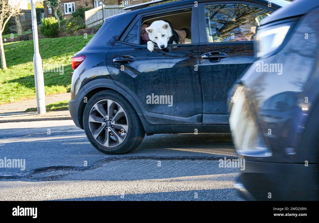 Brighton UK 18th January 2024 - This dog travelling in a car looks out ...