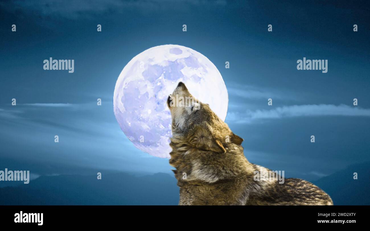 Wolf with moon at night collage Stock Photo - Alamy