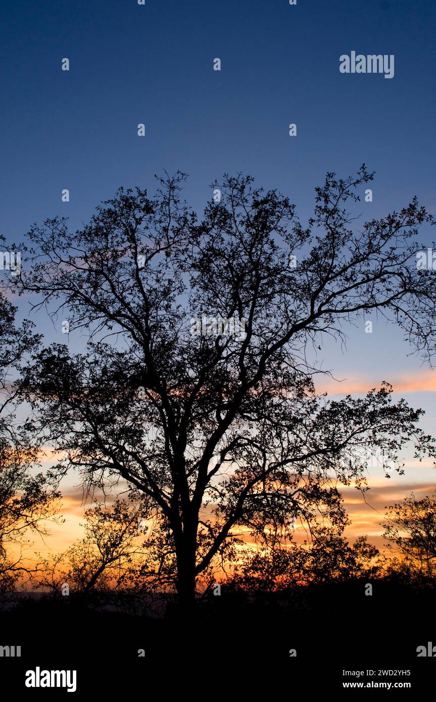 Oak sunset at Redinger Overlook, Sierra Vista National Scenic Byway ...