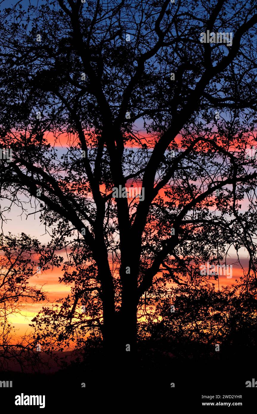 Oak sunset at Redinger Overlook, Sierra Vista National Scenic Byway ...