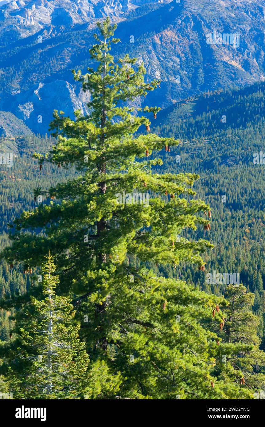 Pinus lambertiana hi-res stock photography and images - Alamy