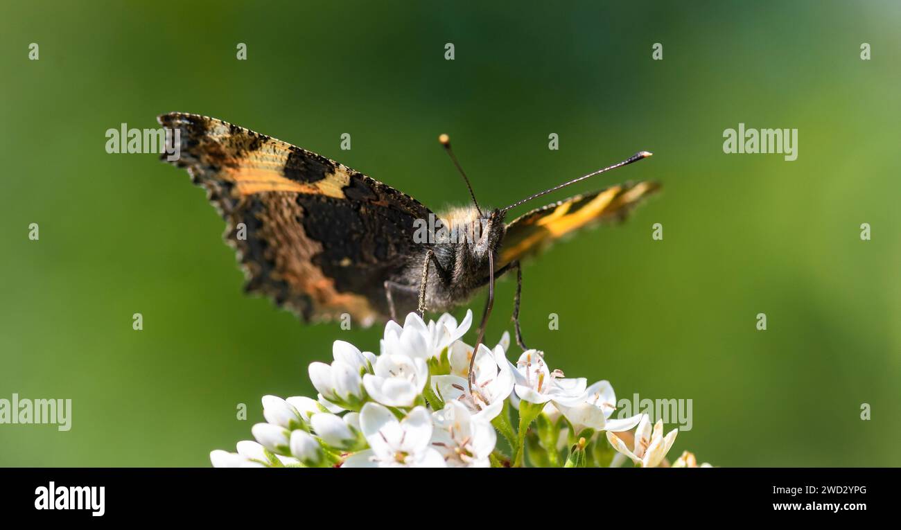 Small Tortoiseshell Aglais urticae, shown from underneath with ...