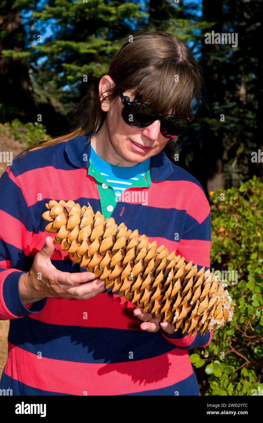 Sugar pine (Pinus lambertiana) cone along Park Ridge Trail, Kings ...