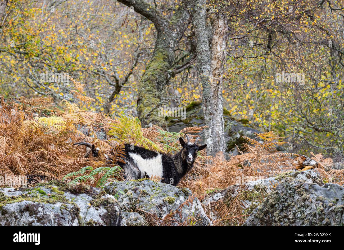Two feral Goats in Scottish Highlands grazing on steep rocky slope ...