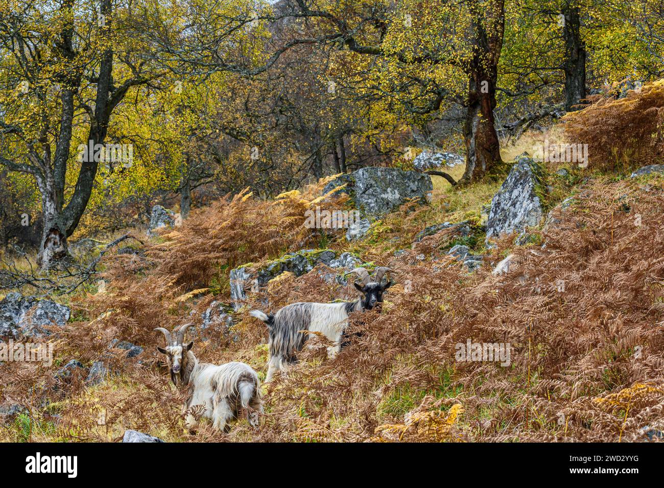 Two feral Goats in Scottish Highlands grazing on steep rocky slope ...