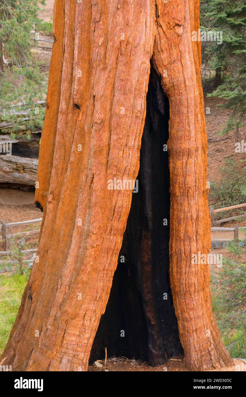 Sequoia trunk at Grant Grove, Kings Canyon National Park, California ...