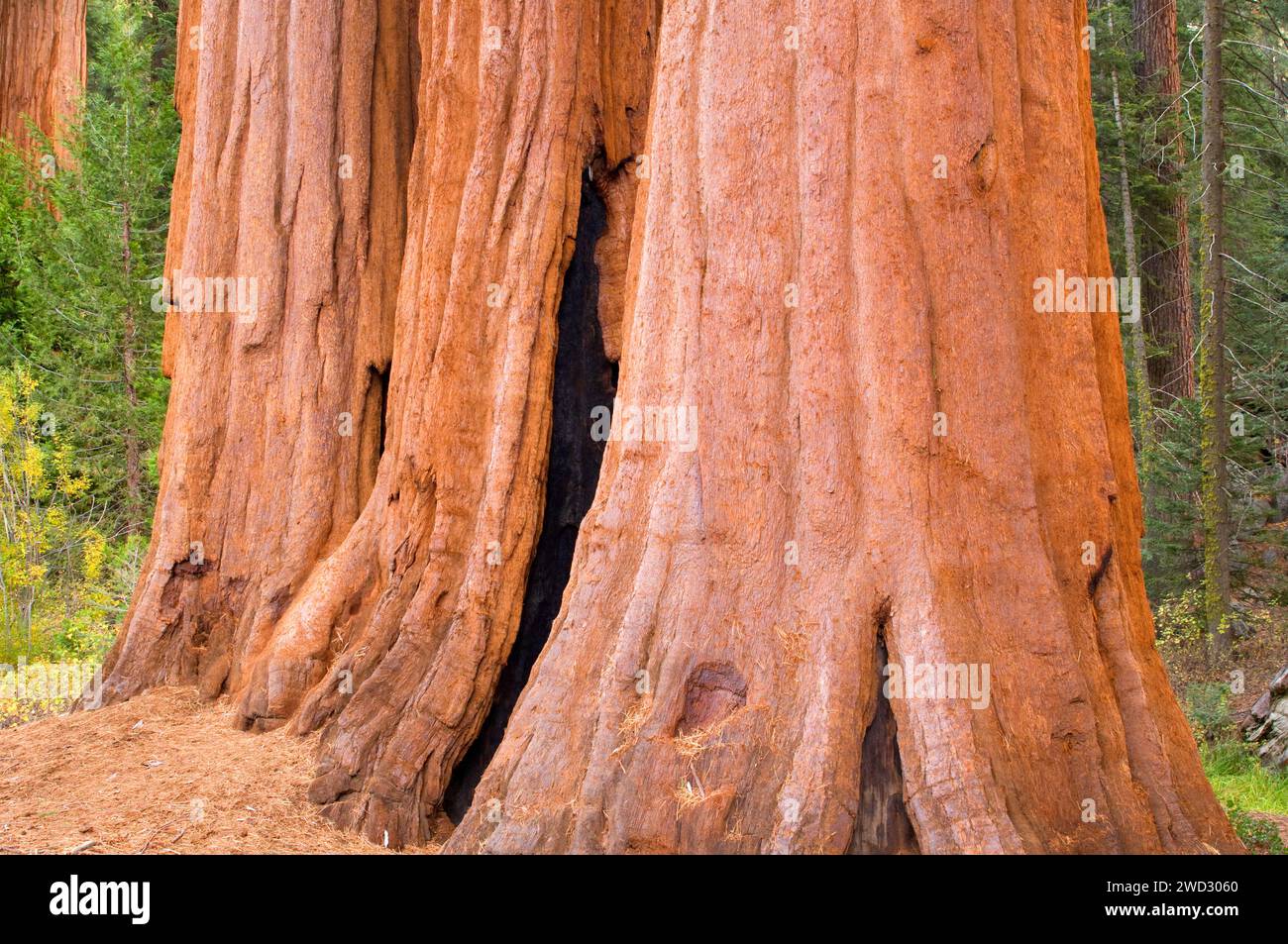 Sequoia trunks at Grant Grove, Kings Canyon National Park, California ...