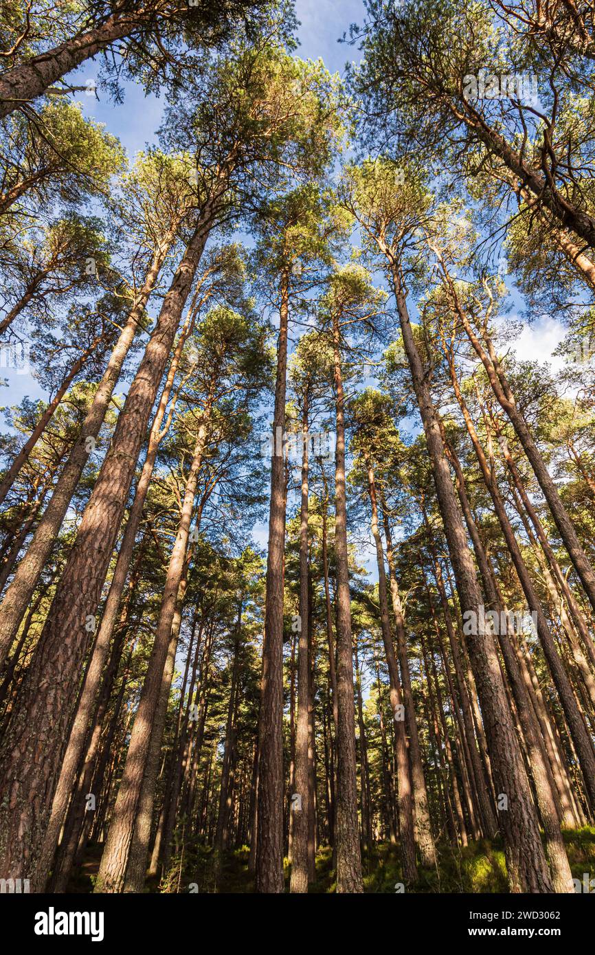 Pine trees Pinus sylvestris, stand tall in the Ancient Caledonian Pine ...