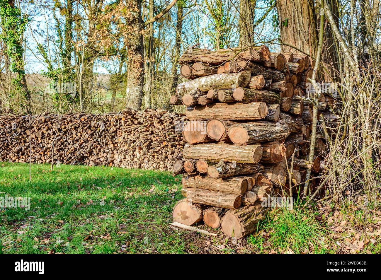 Long stack of tree branches and cut logs stored for domestic fuel ...