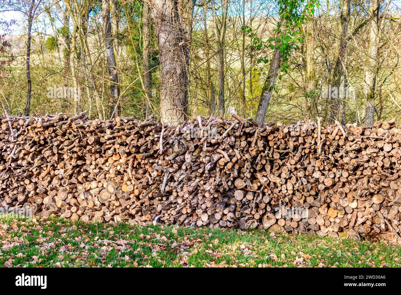 Logs of trees hi-res stock photography and images - Alamy